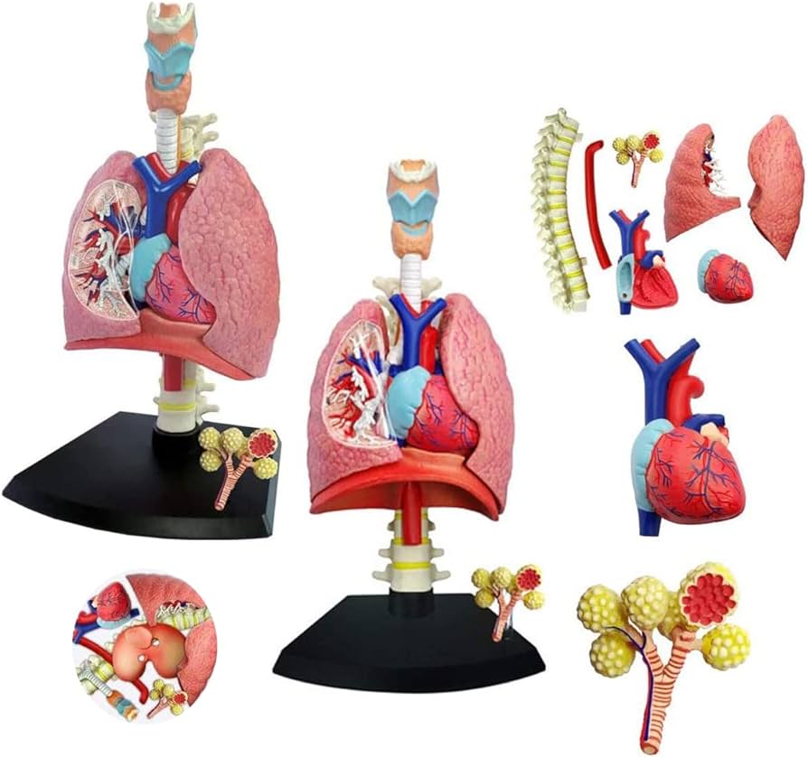 Lung: 4D Vision Human Respiratory System Anatomy Model – The Science Bank