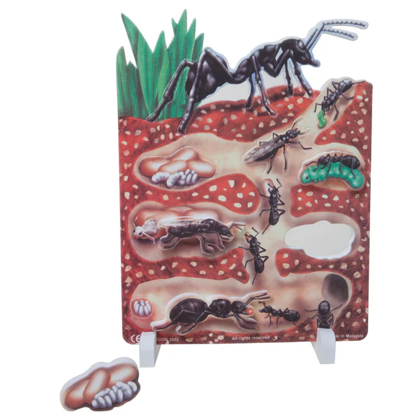 Book Plus: Lifecycle of an Ant – The Science Bank