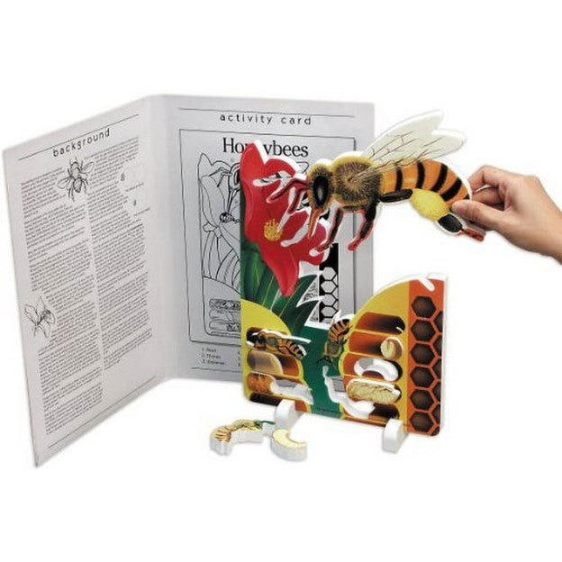 Book Plus: Lifecycle of a Honeybee – The Science Bank