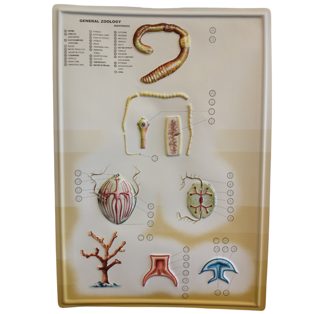 3D General Zoology Charts - Invertebrates – The Science Bank
