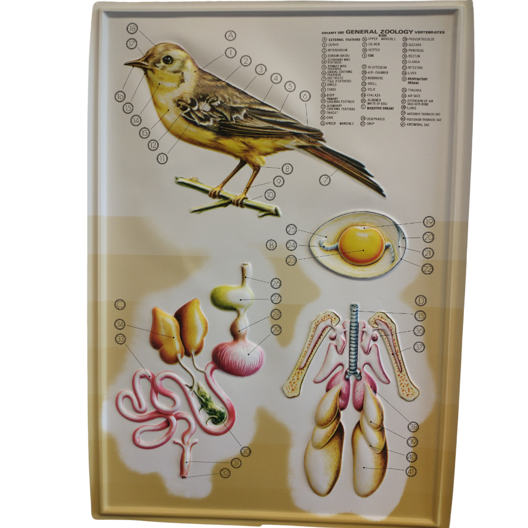 3D General Zoology Charts - Vertebrates – The Science Bank