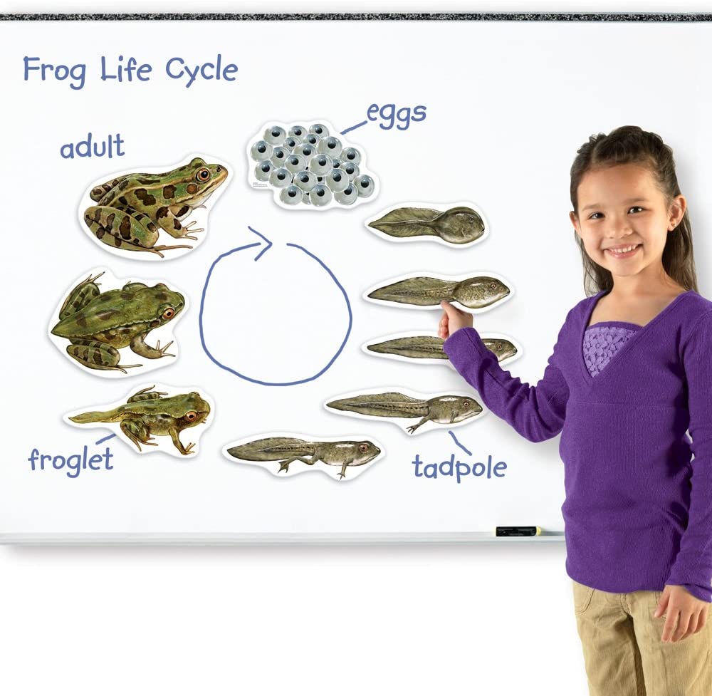 Frog Life Cycle Giant Magnet Set – The Science Bank