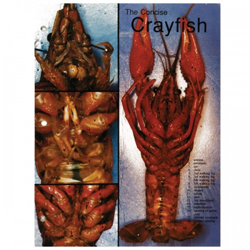 Concise Dissection Chart: Crayfish – The Science Bank