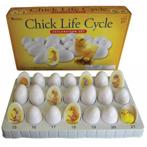 Chick Life Cycle Exploration Set – The Science Bank