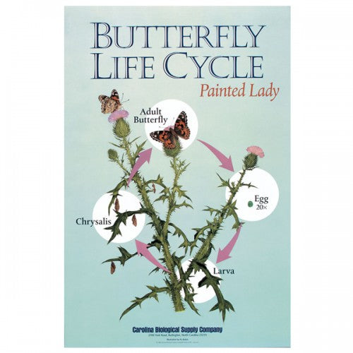 Butterfly Life Cycle Poster – The Science Bank