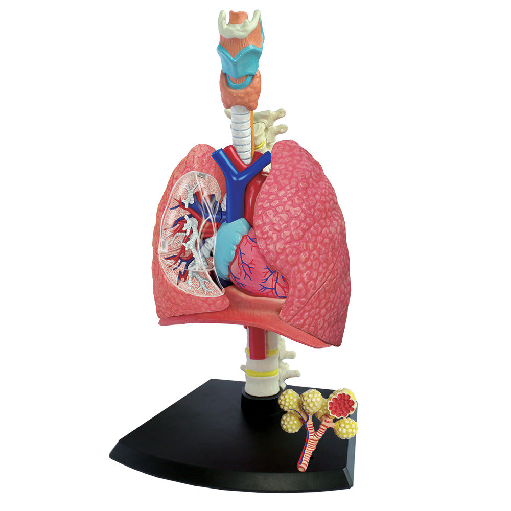 Lung: 4D Vision Human Respiratory System Anatomy Model – The Science Bank