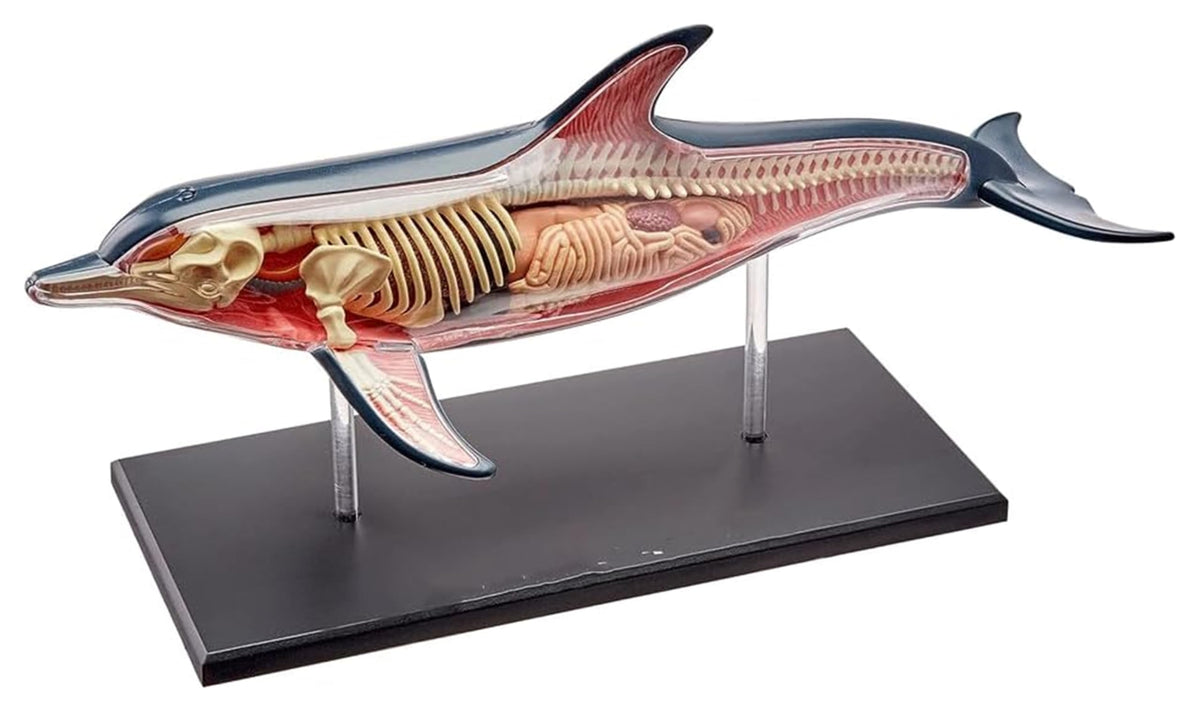 4D Vision Dolphin Model – The Science Bank