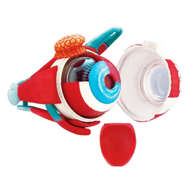 Eye: 4D Vision Human Eyeball Anatomy Model – The Science Bank