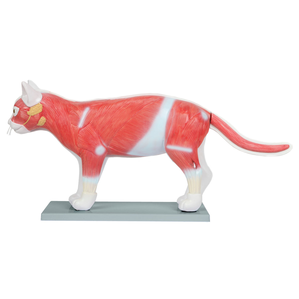 Feline Anatomy Model – The Science Bank