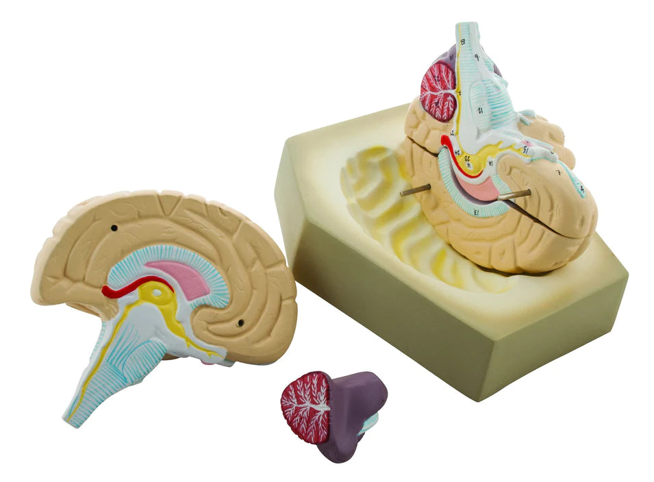 Brain: Eisco Human Brain Model – The Science Bank