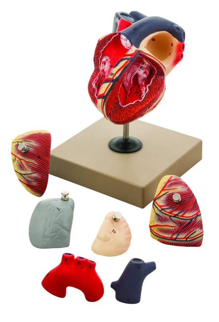 Heart: Eisco Human Heart Model – The Science Bank