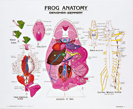 Frog Anatomy Panel – The Science Bank