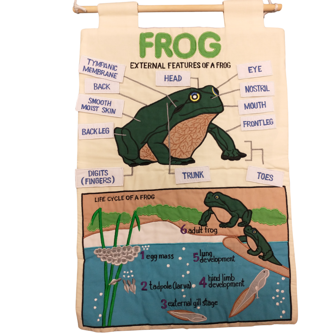 Frog Interactive Wall Chart – The Science Bank