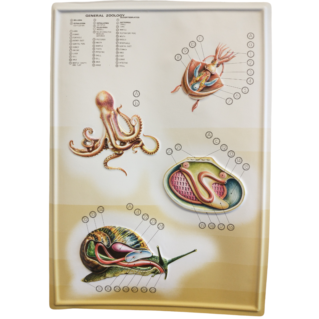 3D General Zoology Charts - Invertebrates – The Science Bank