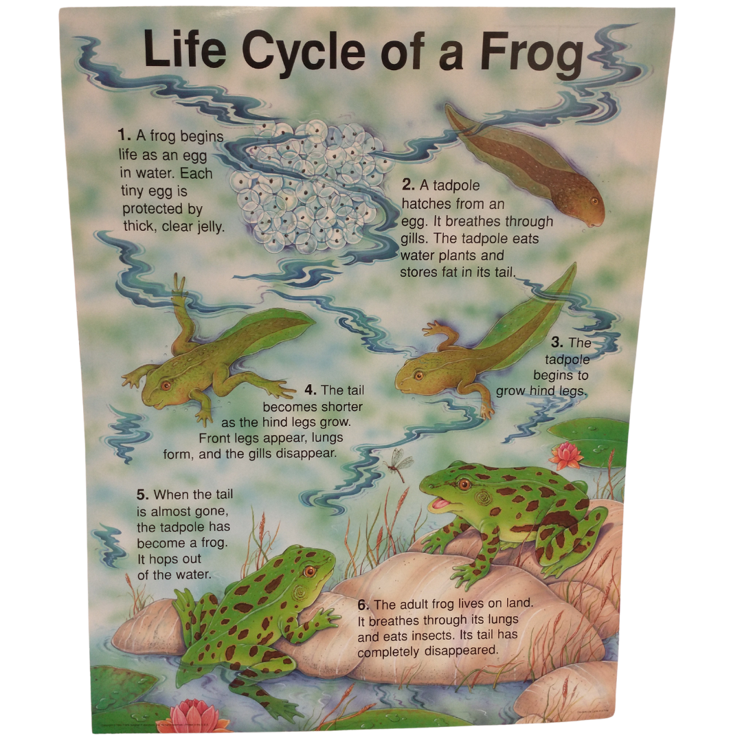 Life Cycle Of A Frog Printable Frog Life Cycle Craft The Craft Train