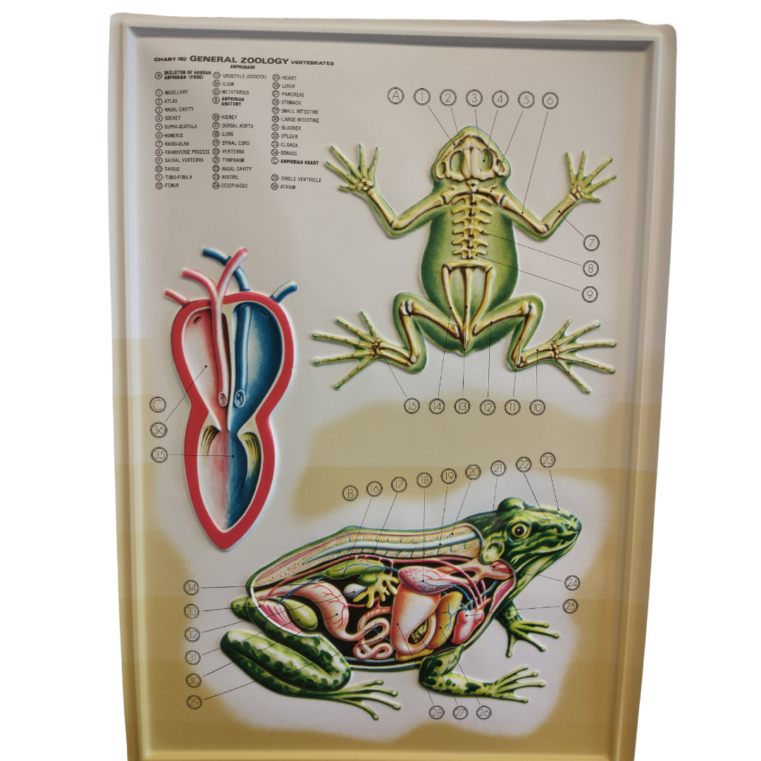 3D General Zoology Charts - Vertebrates – The Science Bank
