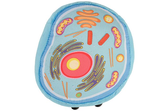 Animal Cell - Stuffed – The Science Bank