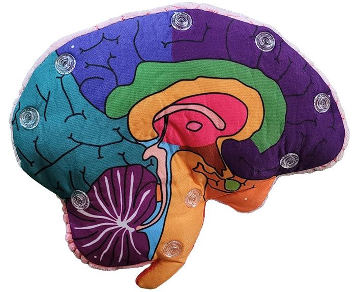 Brain: Stuffed Brain Model – The Science Bank
