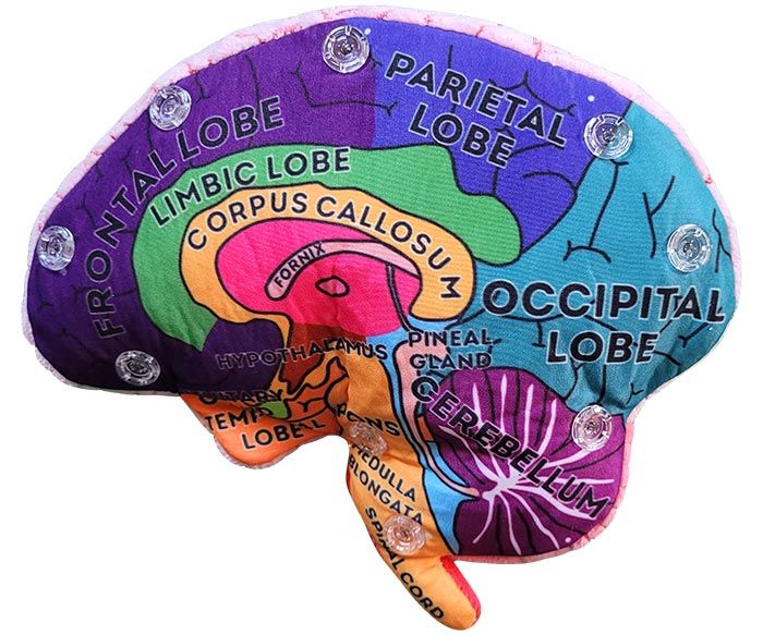 Brain: Stuffed Brain Model - Classroom Set – The Science Bank