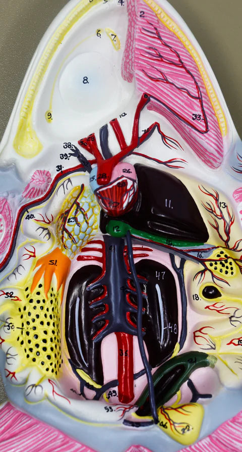 Eisco Frog Dissection Model, Mounted – The Science Bank