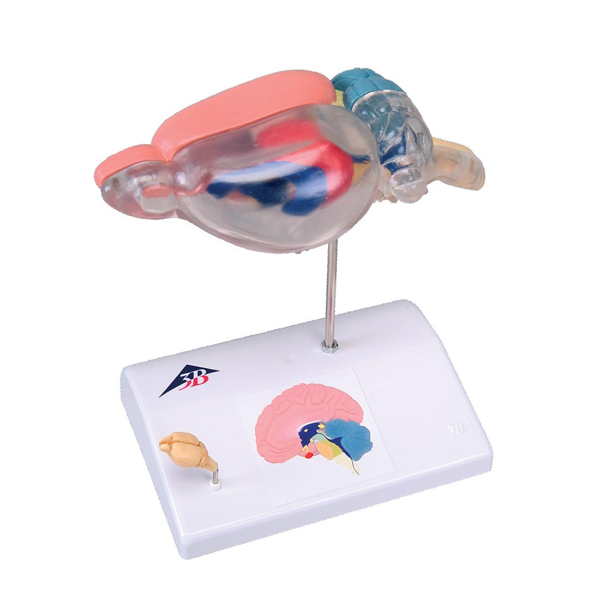 Rat Brain Comparative Anatomy Model – The Science Bank