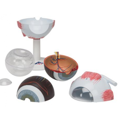 Eye: Eye Model, 3x Full Size, 6 part – The Science Bank
