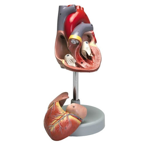 Heart: Altay Human Heart Model – The Science Bank