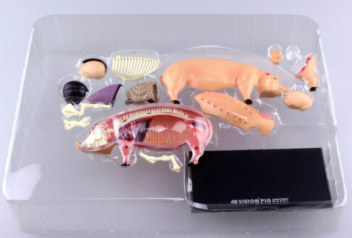 4D Vision Pig Model – The Science Bank