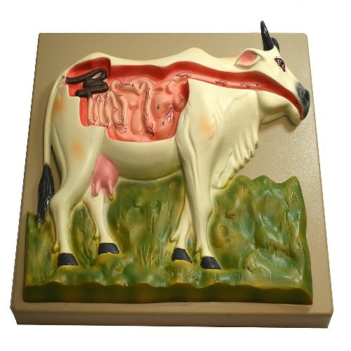 Eisco Cow Digestive System Model – The Science Bank