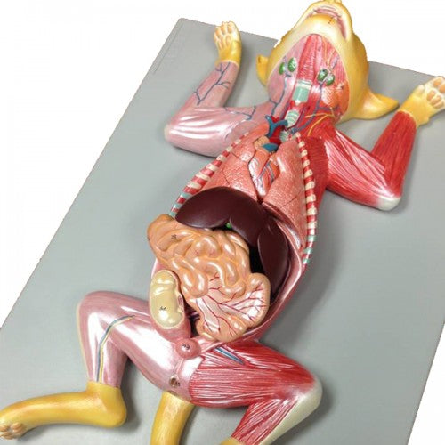 Altay Cat Model – The Science Bank