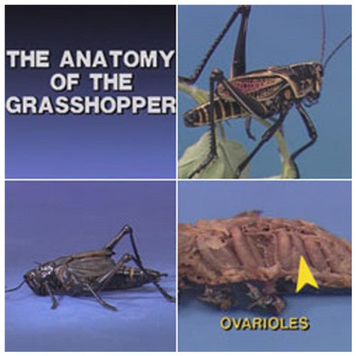 Anatomy of the Grasshopper – The Science Bank