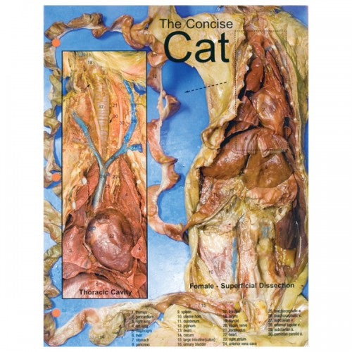 Concise Dissection Chart: Cat – The Science Bank