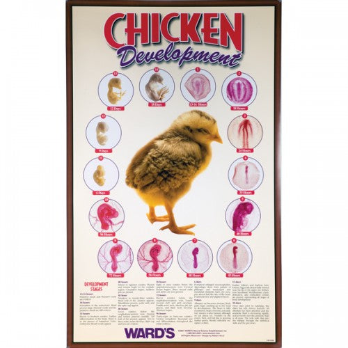 Chicken Embryology Poster – The Science Bank