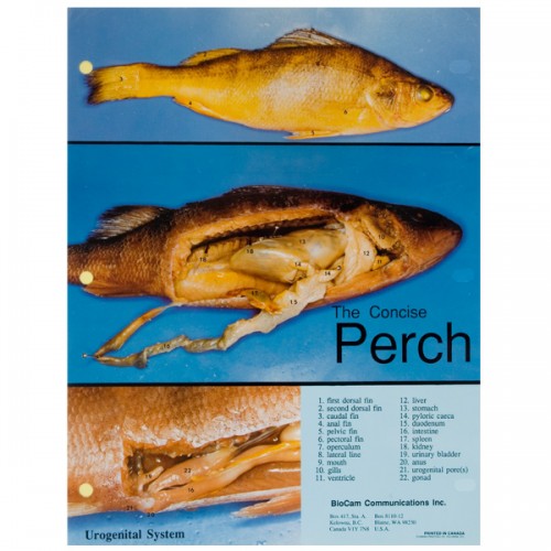 Concise Dissection Chart: Perch – The Science Bank