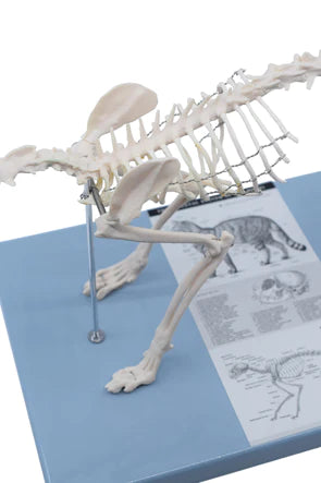Cat Skeleton Model – The Science Bank