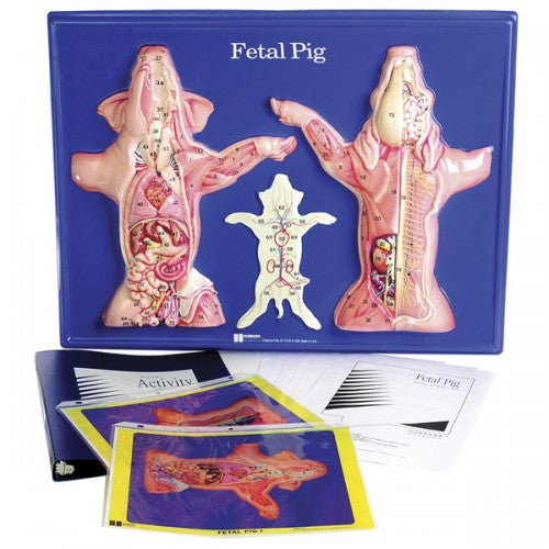 Fetal Pig Model Activity Set The Science Bank