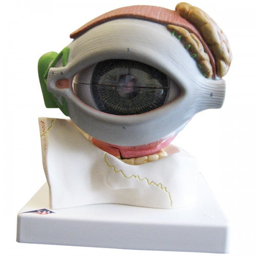 Eye: Giant Eye Model – The Science Bank