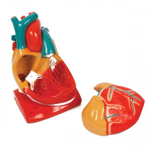 Plastic Heart Model Labeled