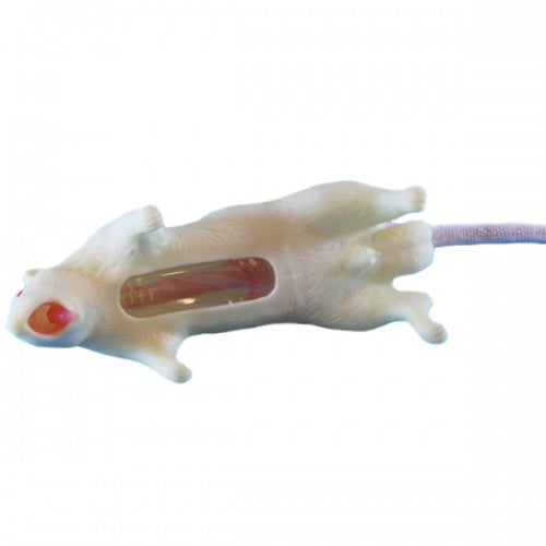 Koken Rat – The Science Bank