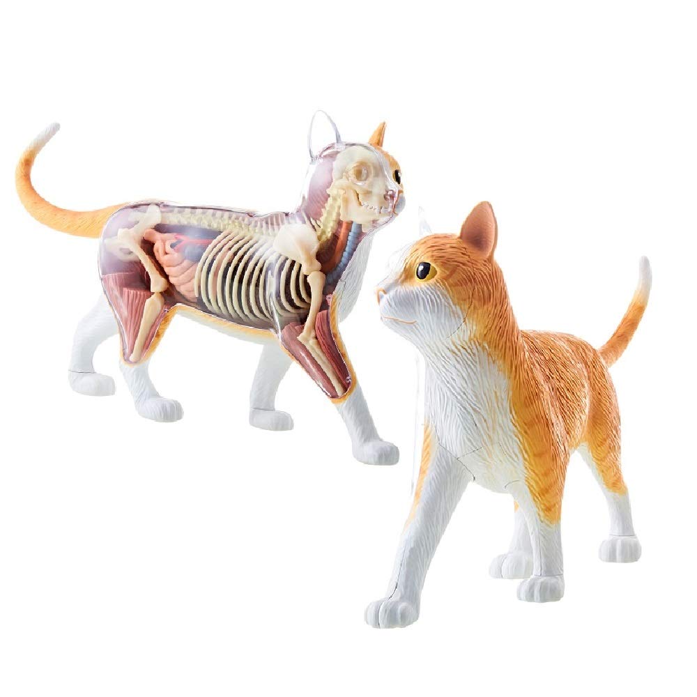 4D Vision Cat Model – The Science Bank
