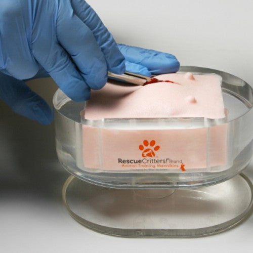 Canine Ovariohysterectomy (Spay) Model – The Science Bank