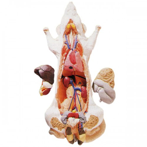 Rat Dissections Sullivan39s Anatomy Class Rat Dissection At The