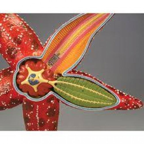 Altay Starfish Model – The Science Bank